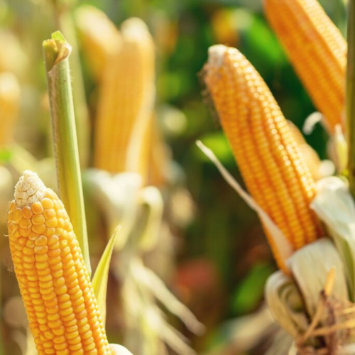 A Comprehensive Guide to Harvesting High Moisture Corn: Best Practices ...